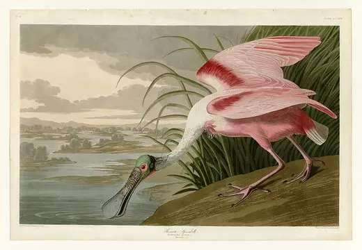 Copi Prin o Audubon's Birds of America ar Werth