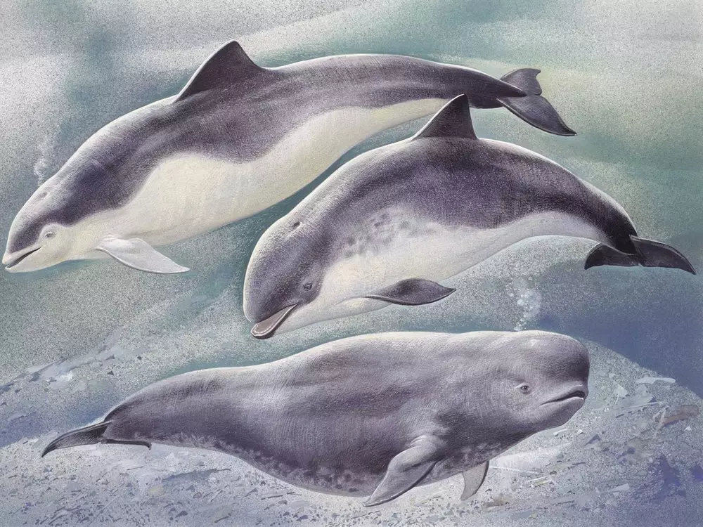 तीन Porpoises का चित्रण