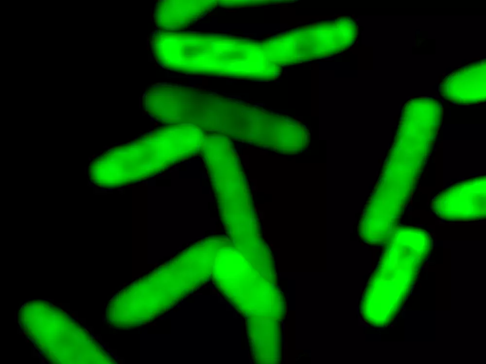 ڈی این اے کوڈ کو دو نئے مصنوعی حروف ملتے ہیں- اور انہیں ایک نیا پروٹین بنانے کے لیے استعمال کرتے ہیں۔