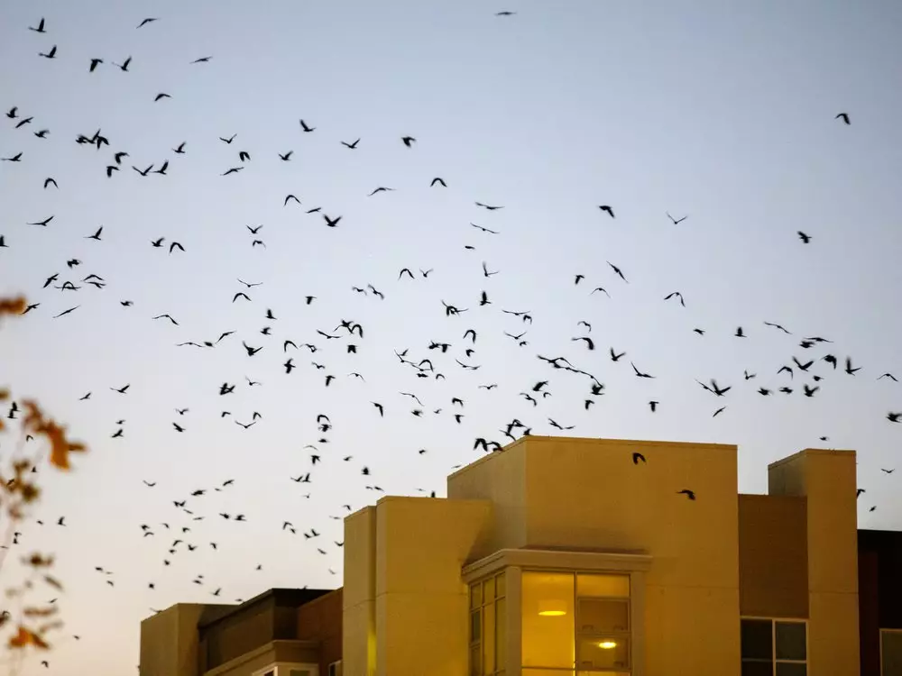 Kråker flyr over en bygning i California