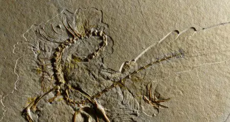 An 11ú creatlach de Archaeopteryx