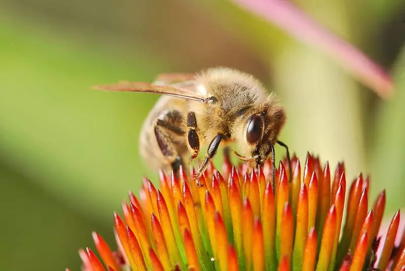 Et nærbillede af en vestlig honningbi, der sidder på en blomst. Blomsten har spidse, orange og røde kronblade; bien har ansigtet nedad i kronbladene.