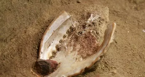 Eng Abalone-Schuel aus der Blombos Höhl erëmfonnt an e Schleifsteen mat roude Ocher bedeckt.