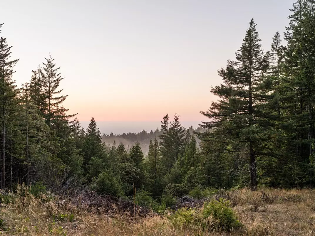 En startup i Californien bruger aske til at beskytte skove 9971_2