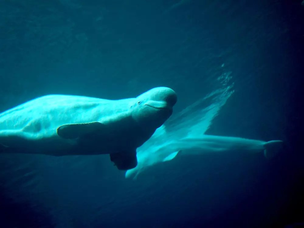 صورة لاثنين من الحيتان البيضاء يسبحان في المحيط. الخلفية زرقاء داكنة والحيتان في المنتصف. أحدهما ينظر إلى الكاميرا مباشرة والآخر خلفها.