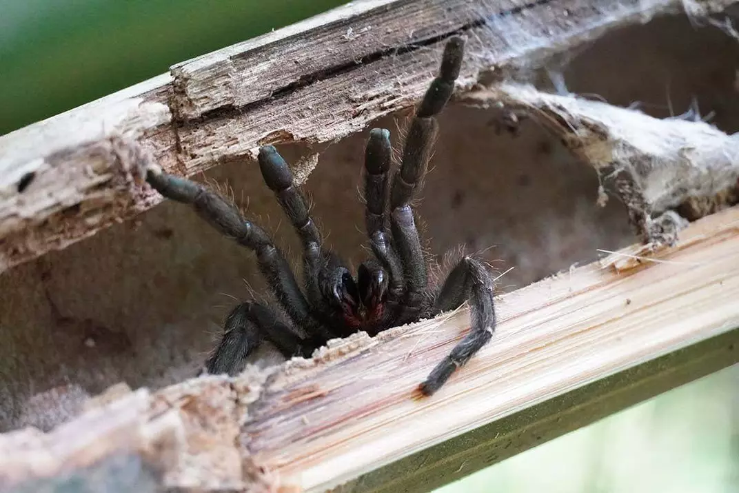 Uma grande aranha saindo de um caule de bambu