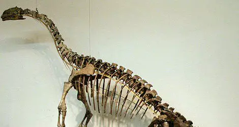 Paleontologer pusslar över möjliga dinosaurieben